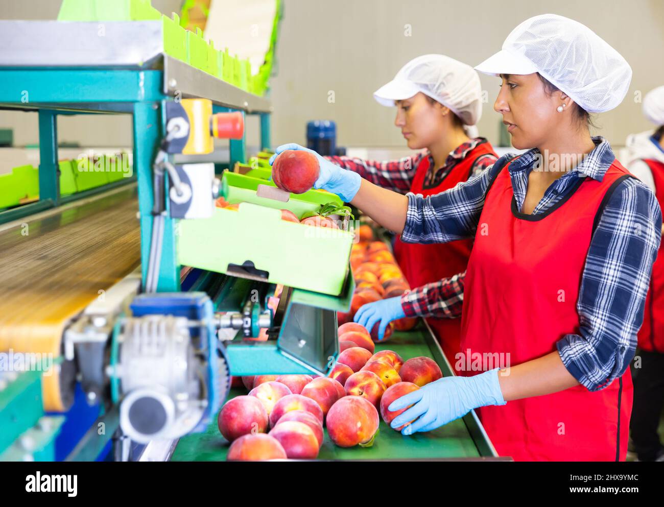 Female employees sorting peaches at fruit warehouse Stock Photo - Alamy