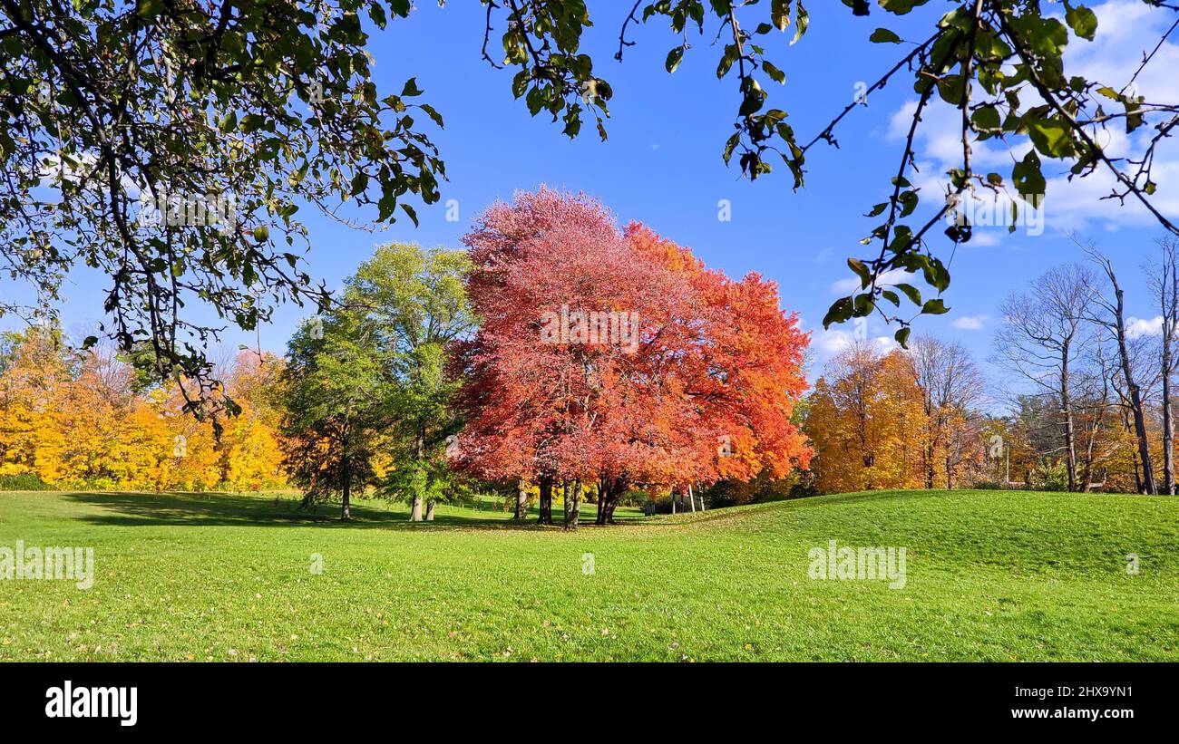 Public park in autumn with blue sky background Stock Photo - Alamy