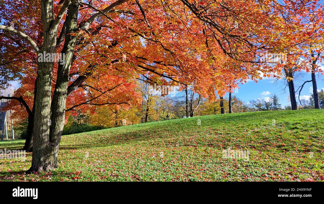 Autumn leaf colours in the public park Stock Photo - Alamy