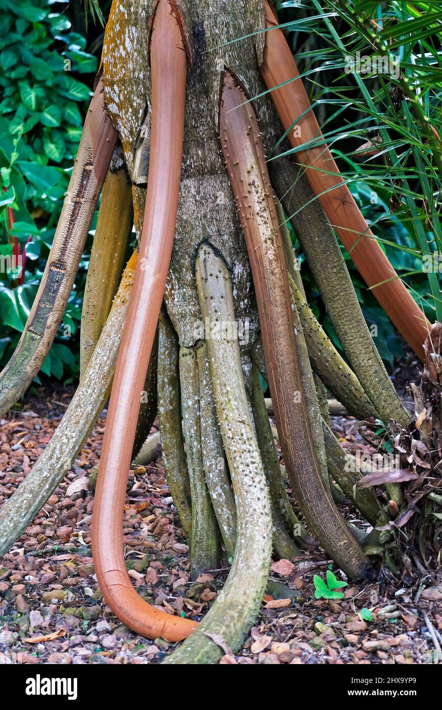 Palm tree socratea exorrhiza hi-res stock photography and images - Alamy