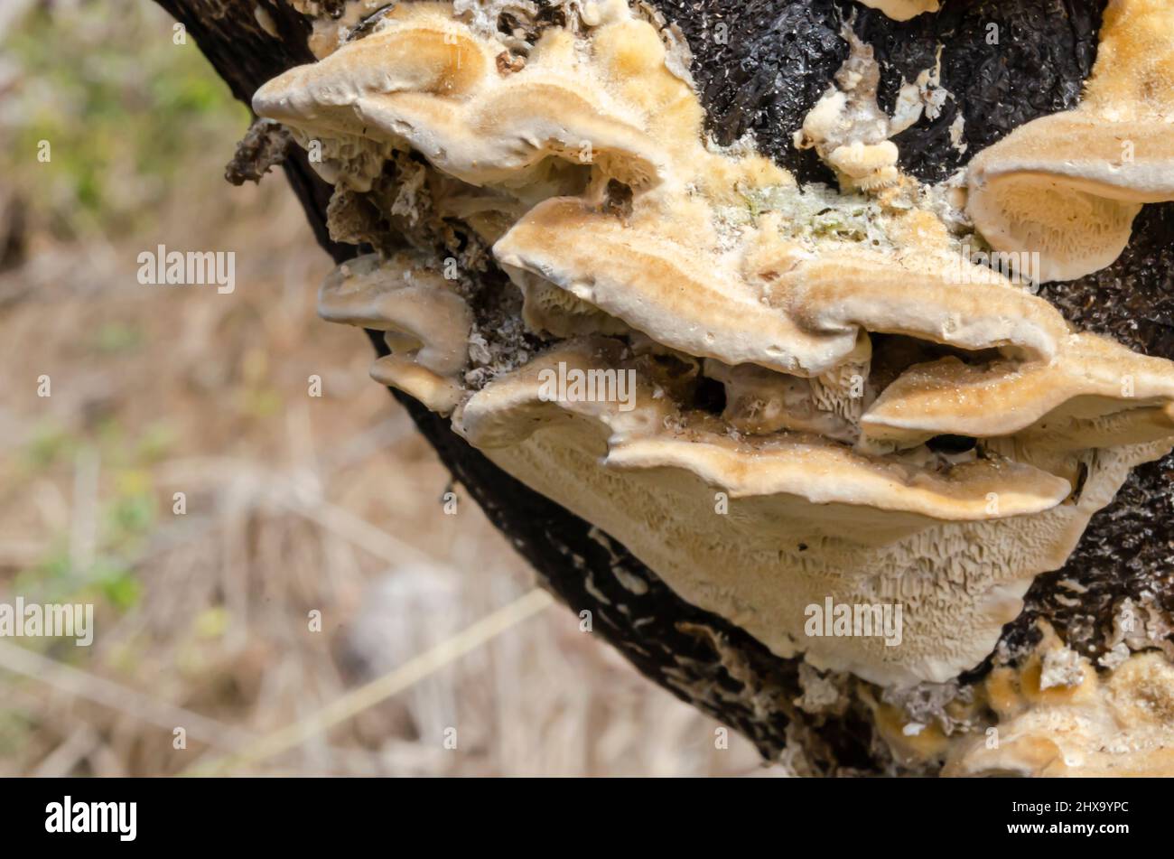 Ganoderma Growing On Burnt Tree Stock Photo - Alamy