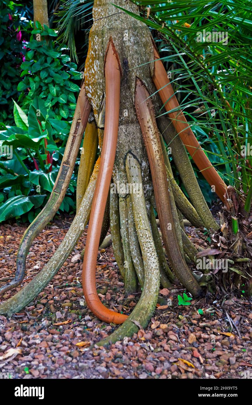 Socratea exorrhiza hi-res stock photography and images - Alamy