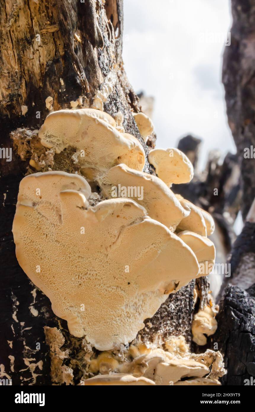 Artists conk fungus ganoderma hi-res stock photography and images - Alamy