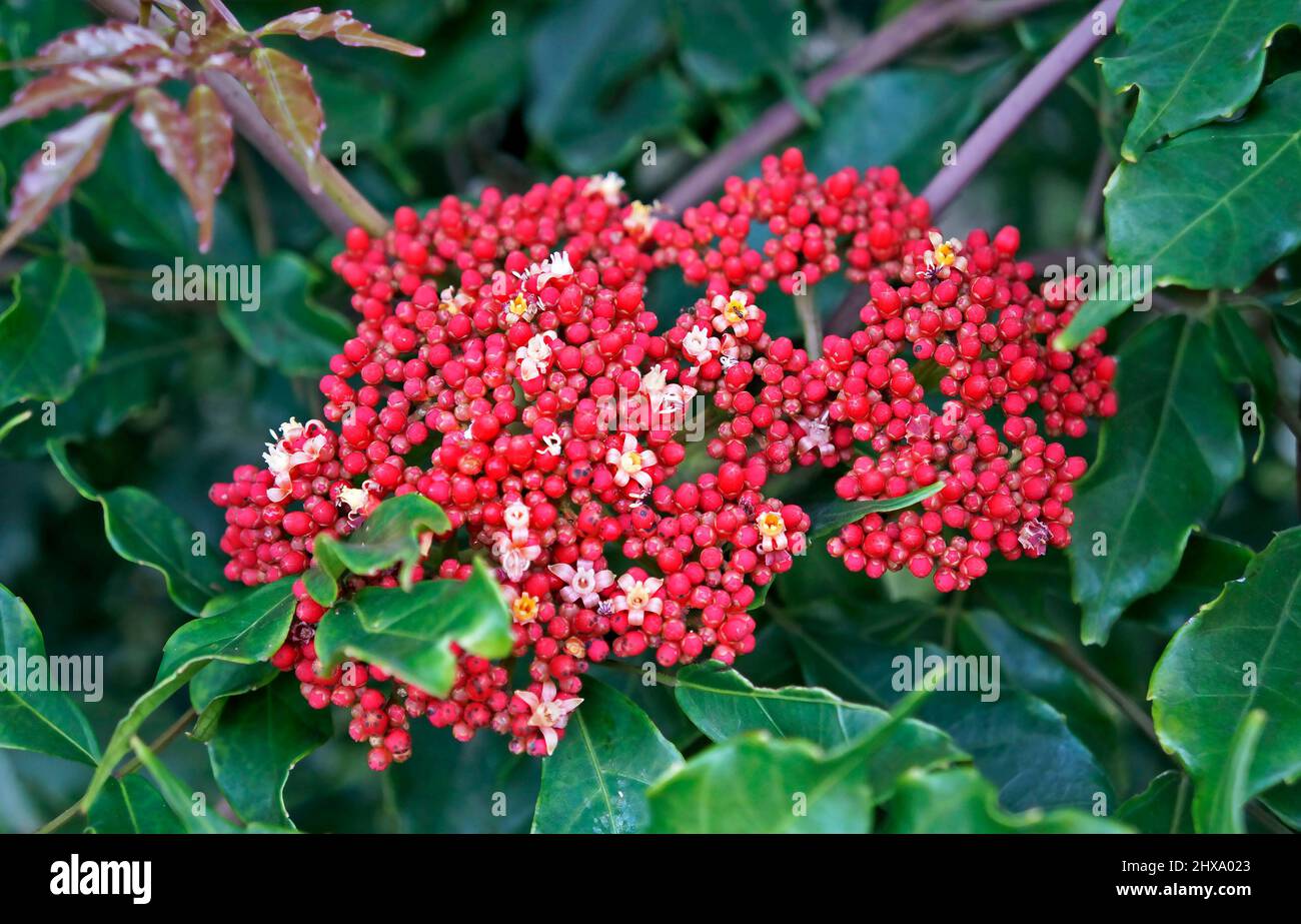 Flowers and buds (Leea coccinea Stock Photo - Alamy