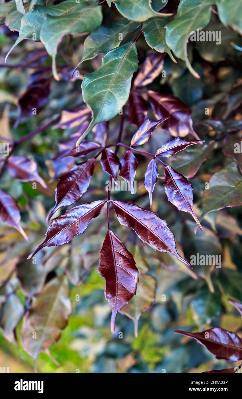 Purple new leaf (Leea rubra Stock Photo - Alamy