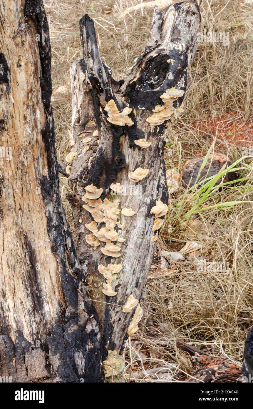 Ganoderma Mushrooms On Dead Tree Trunk Stock Photo - Alamy