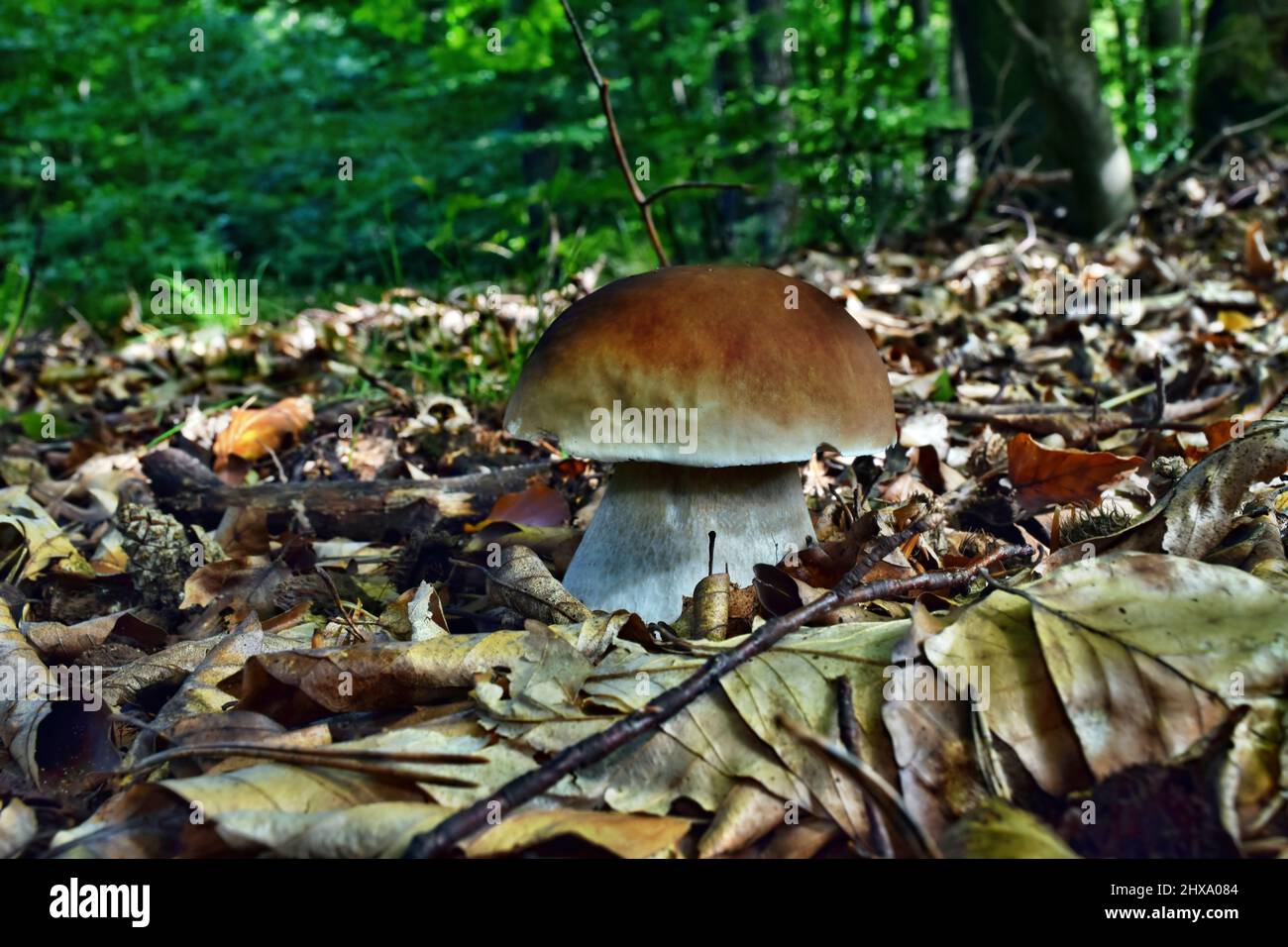 Boletus edulis edible mushroom is growing in the forest Stock Photo - Alamy