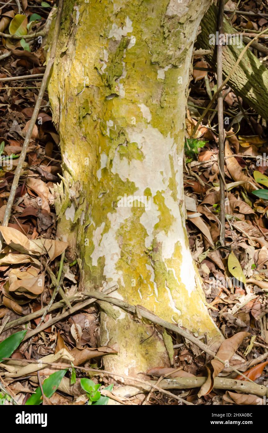Allspice tree hi-res stock photography and images - Alamy