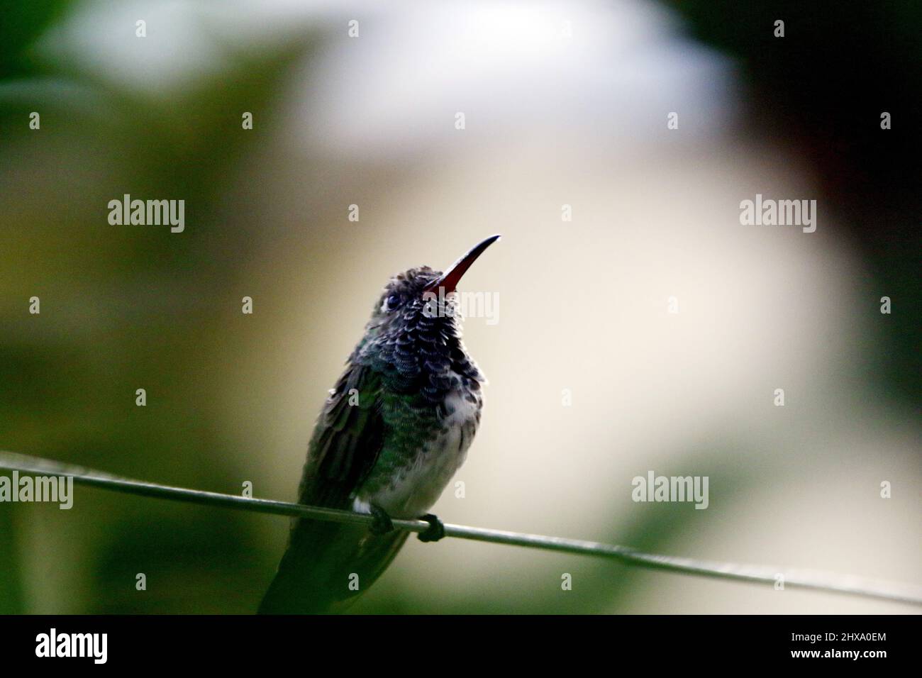 Valencia, Carabobo, Venezuela. 10th Mar, 2022. March 10, 2022. A ...