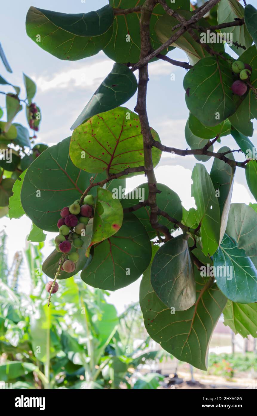 Branch With Bay Grapes Stock Photo - Alamy