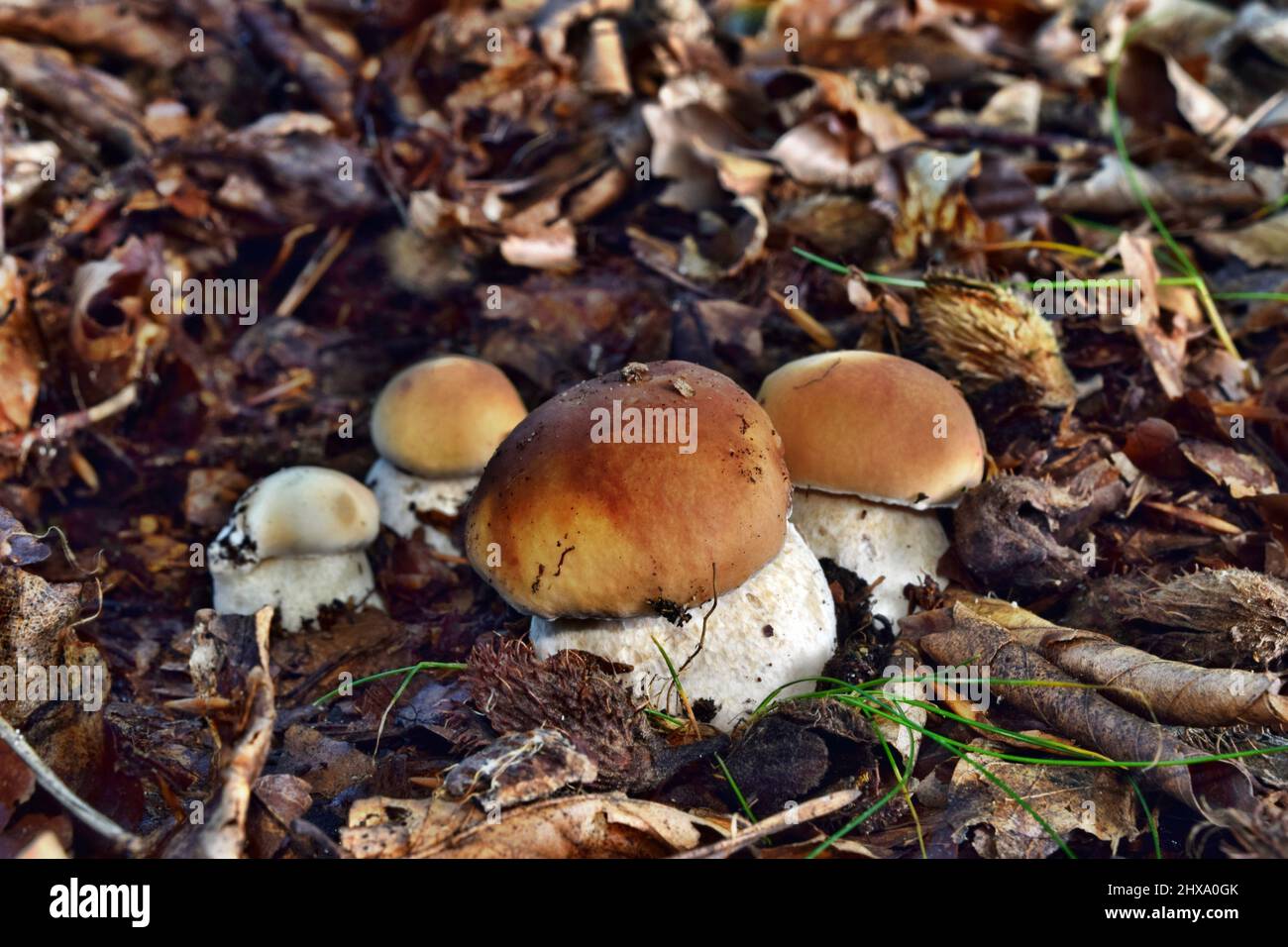 Boletus edulis edible mushroom is growing in the forest Stock Photo - Alamy