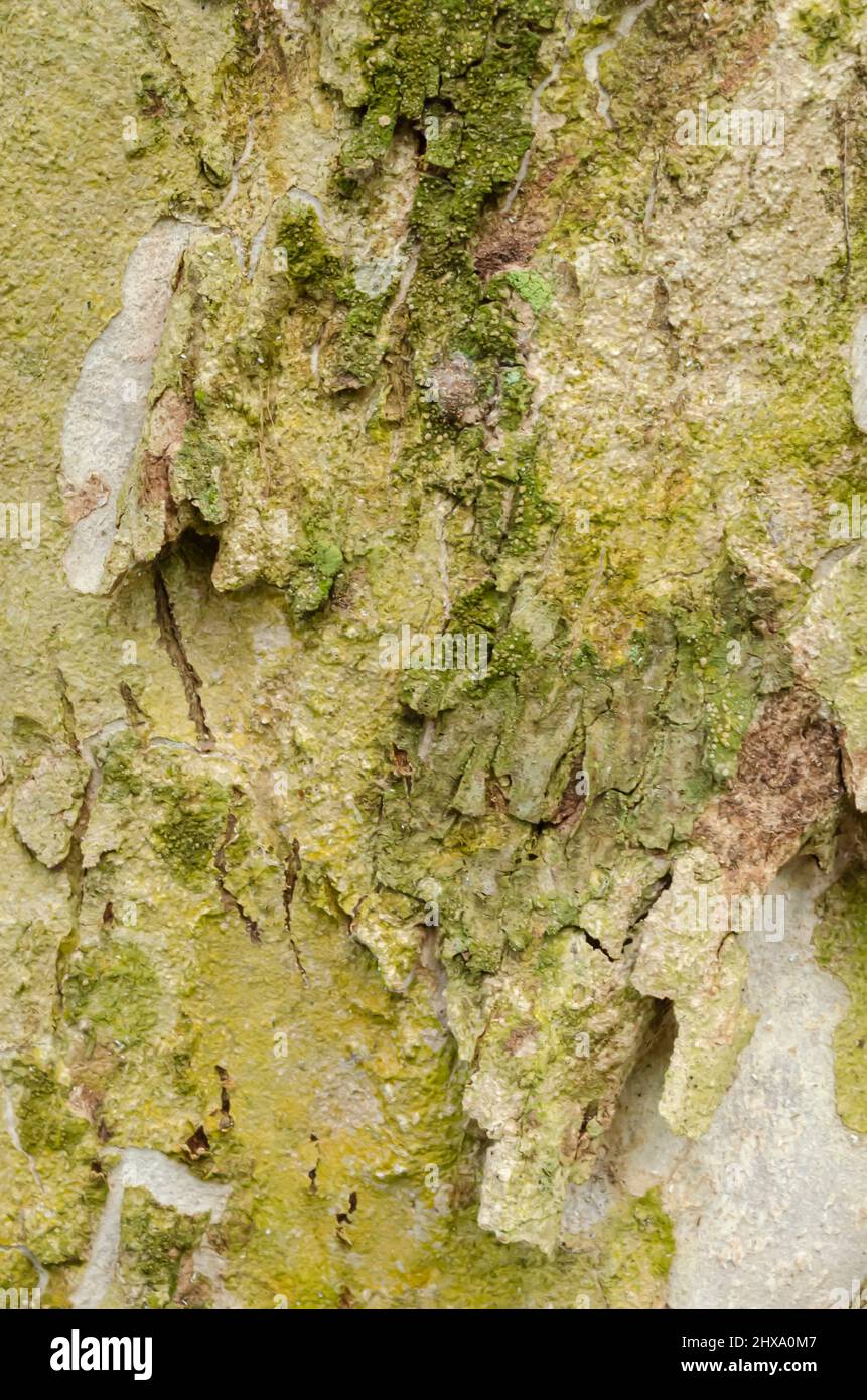 Allspice tree hi-res stock photography and images - Alamy