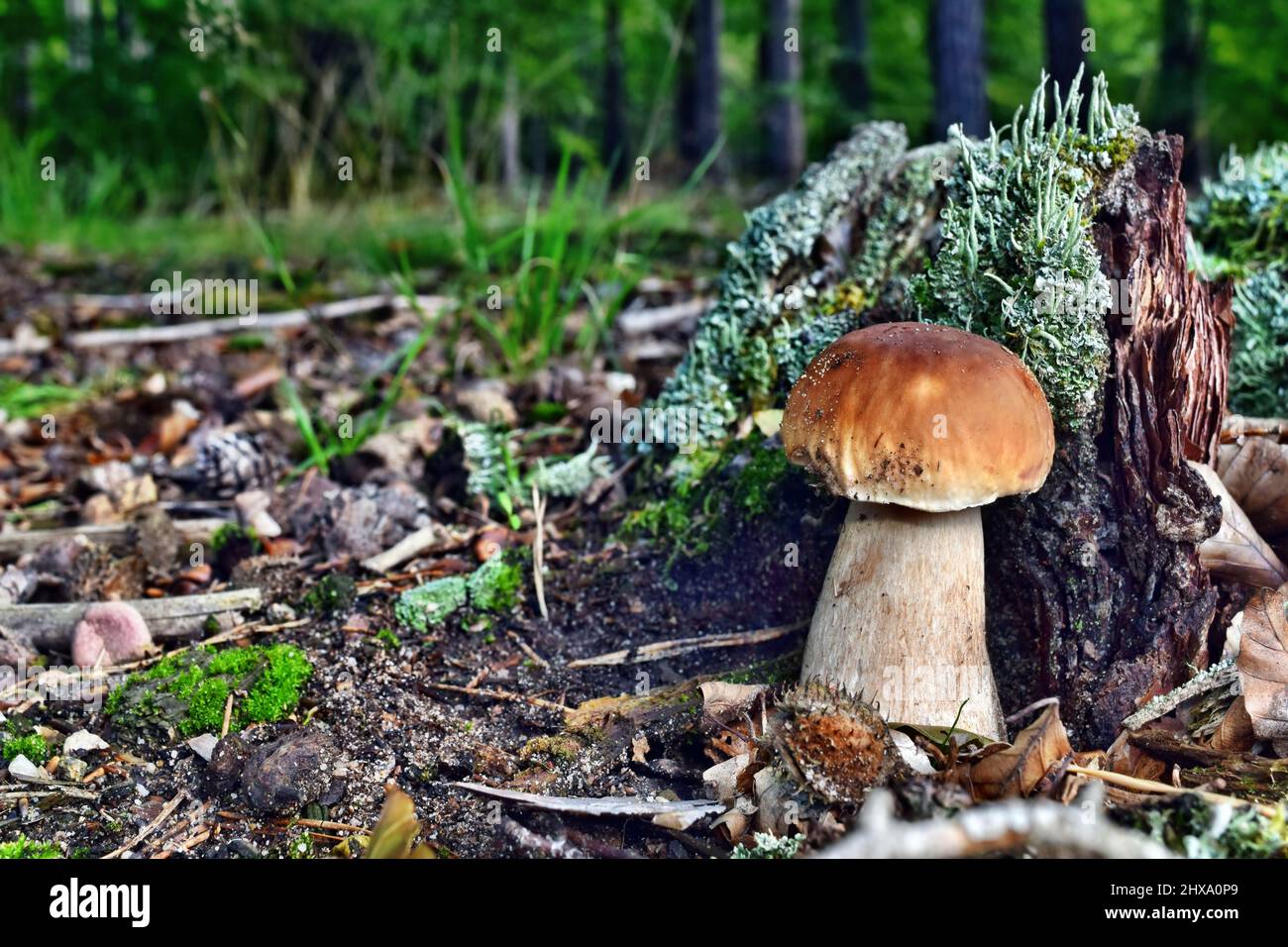 Boletus edulis edible mushroom is growing in the forest Stock Photo - Alamy