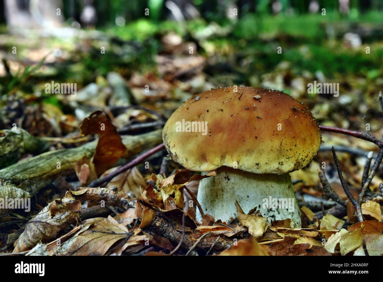 Boletus edulis edible mushroom is growing in the forest Stock Photo - Alamy