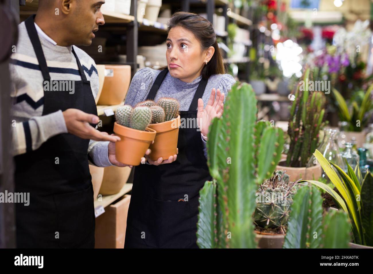 Flower shop workers discussing holding cactus pots in hands Stock Photo ...