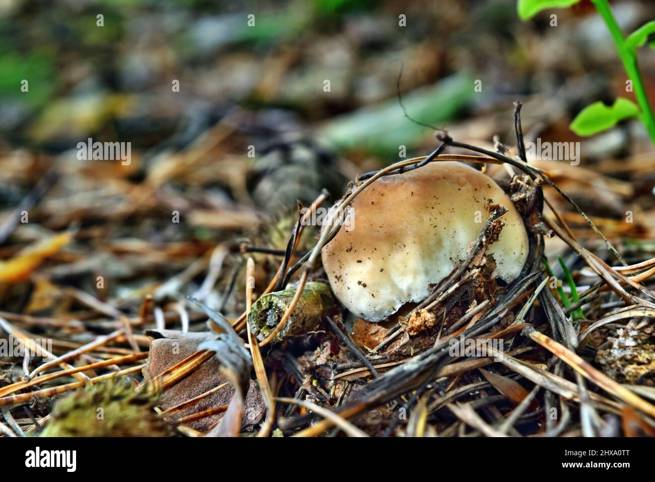 Boletus edulis edible mushroom is growing in the forest Stock Photo - Alamy