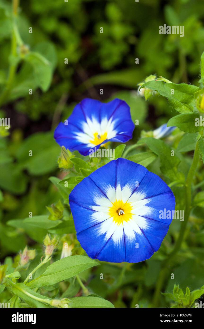 Annual dwarf convolvulus hi-res stock photography and images - Alamy