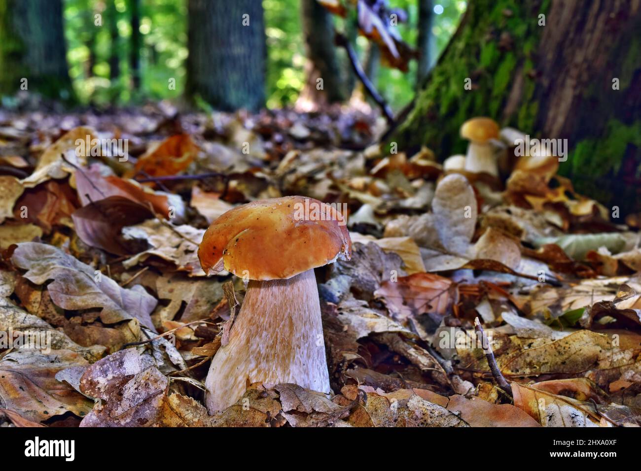Boletus edulis edible mushroom is growing in the forest Stock Photo - Alamy