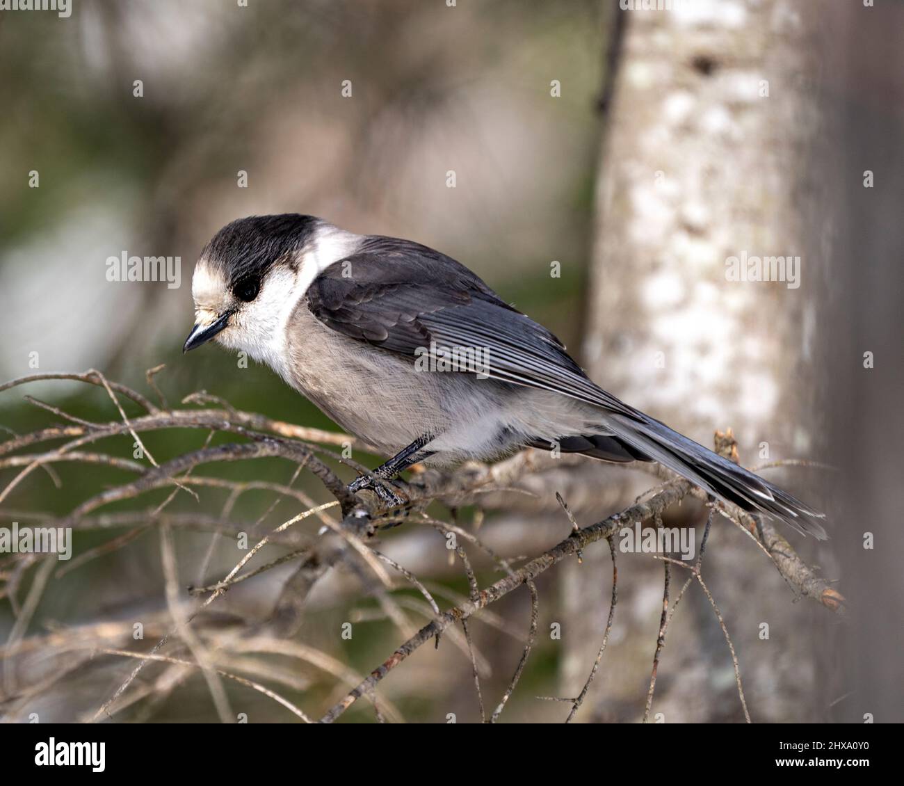 Grey jay habitat picture hi-res stock photography and images - Alamy