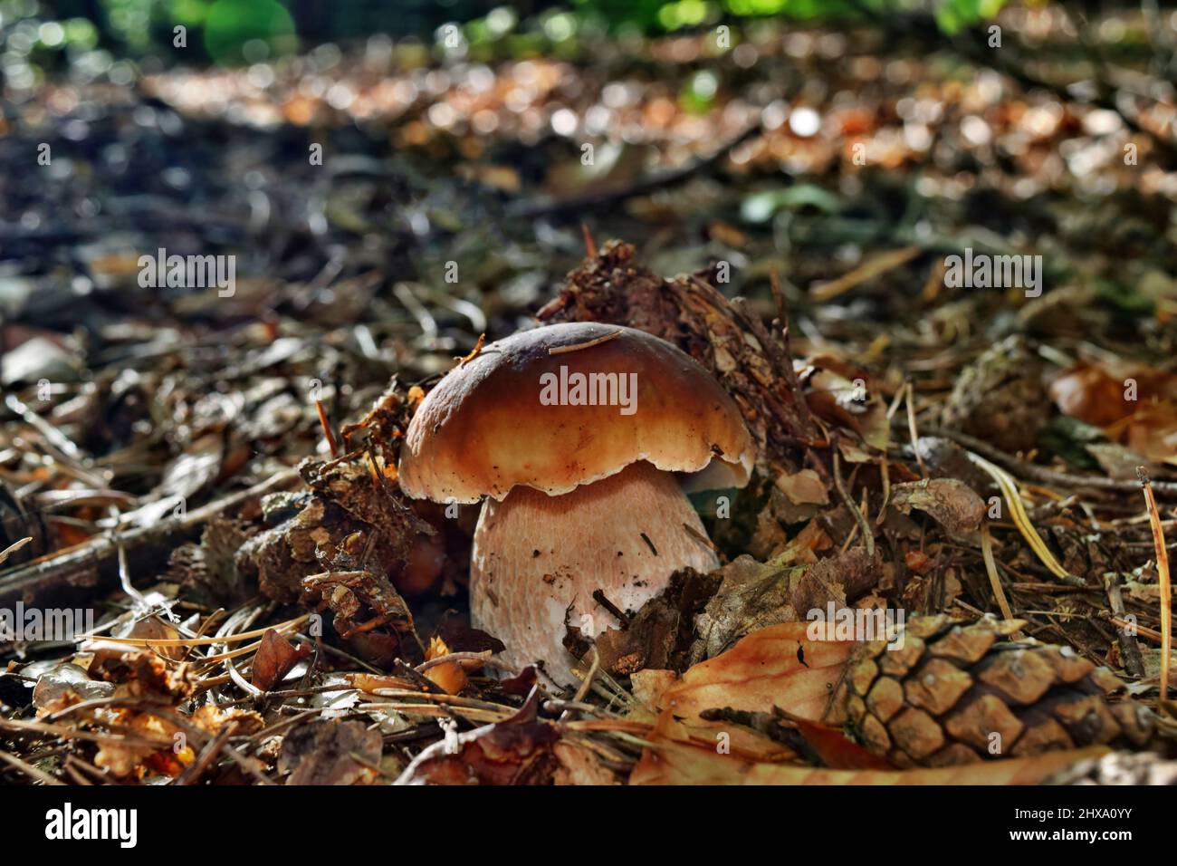 Boletus edulis edible mushroom is growing in the forest Stock Photo - Alamy