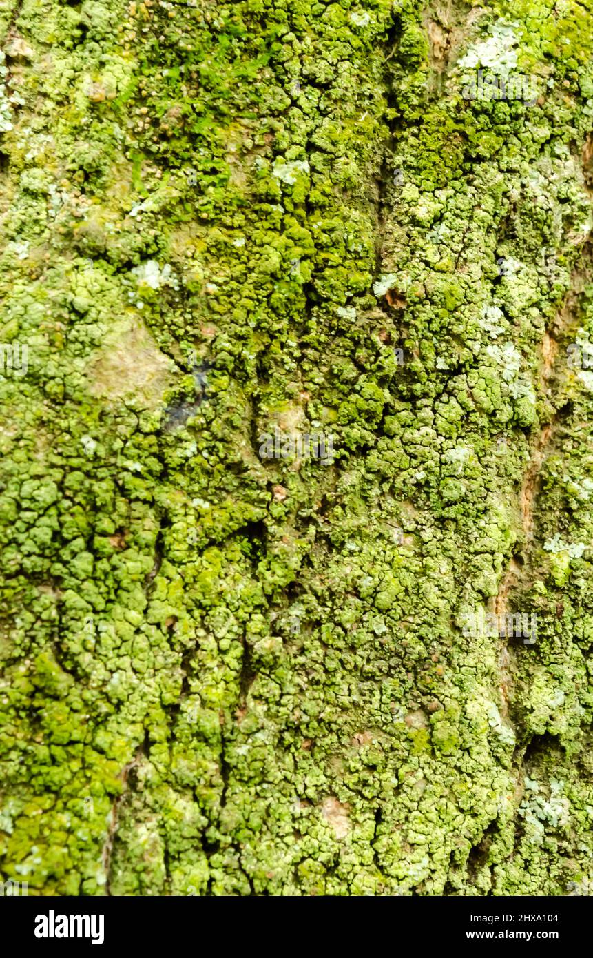 Algae On Tree Bark Stock Photo - Alamy