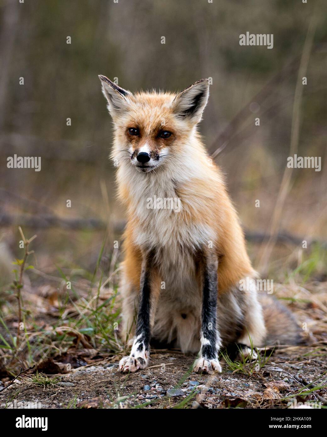 Red Fox sitting in the spring season with blur background and ...