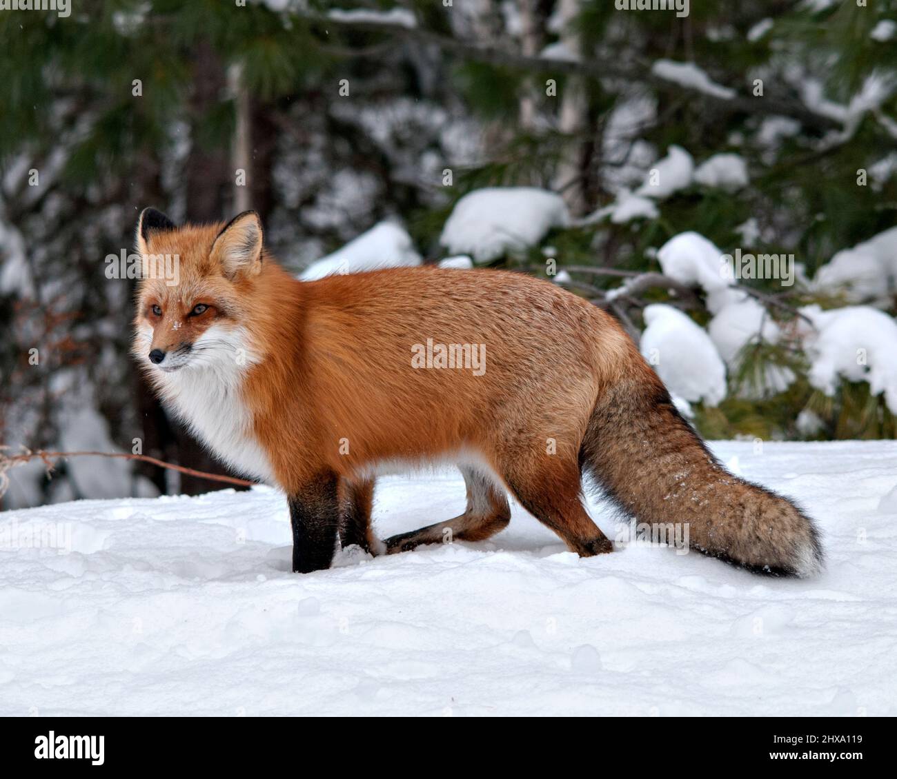 Red fox close-up profile view in the winter season in its environment ...