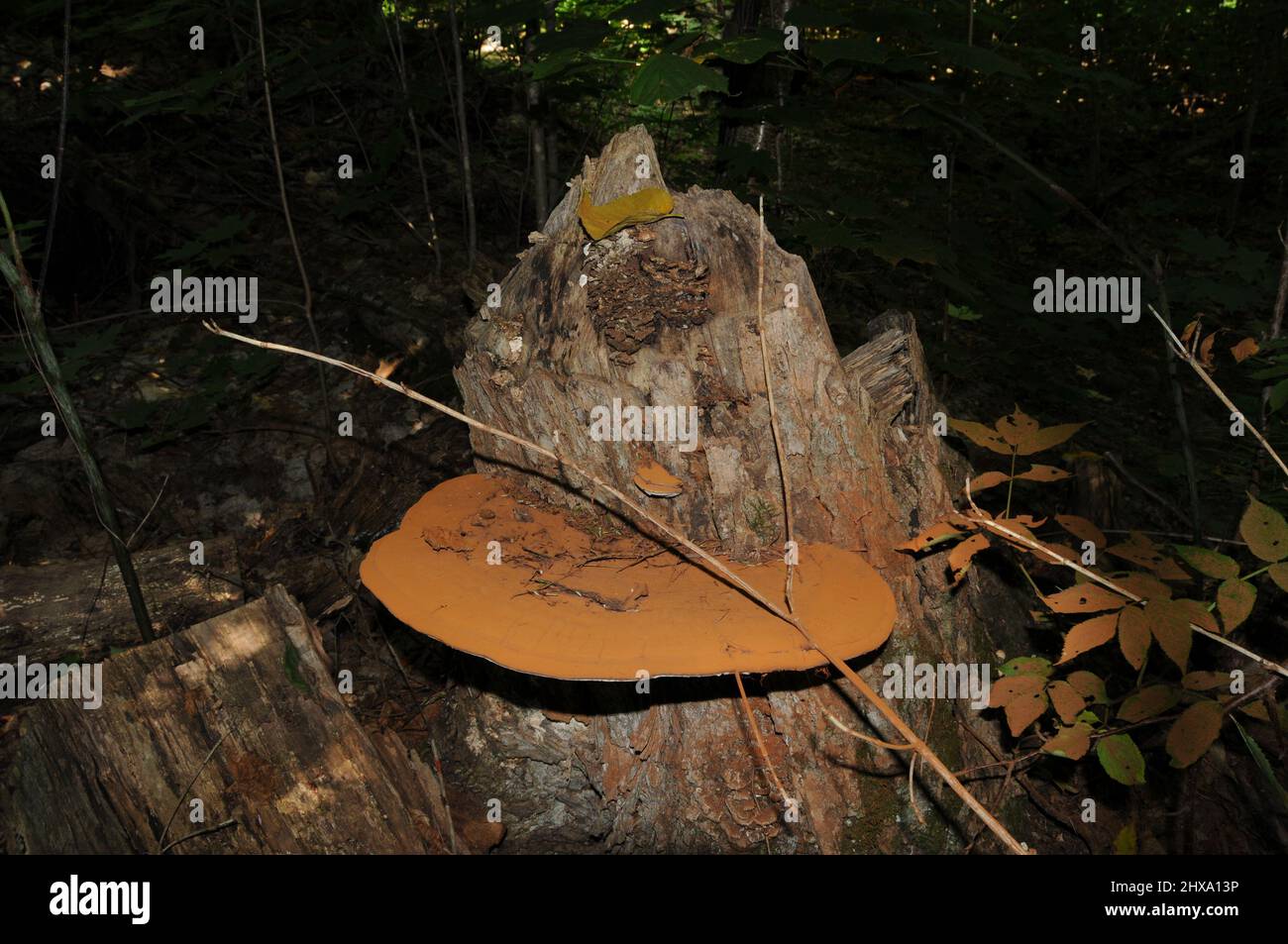 Mushroom on a dead timber with forest background in its environment and ...
