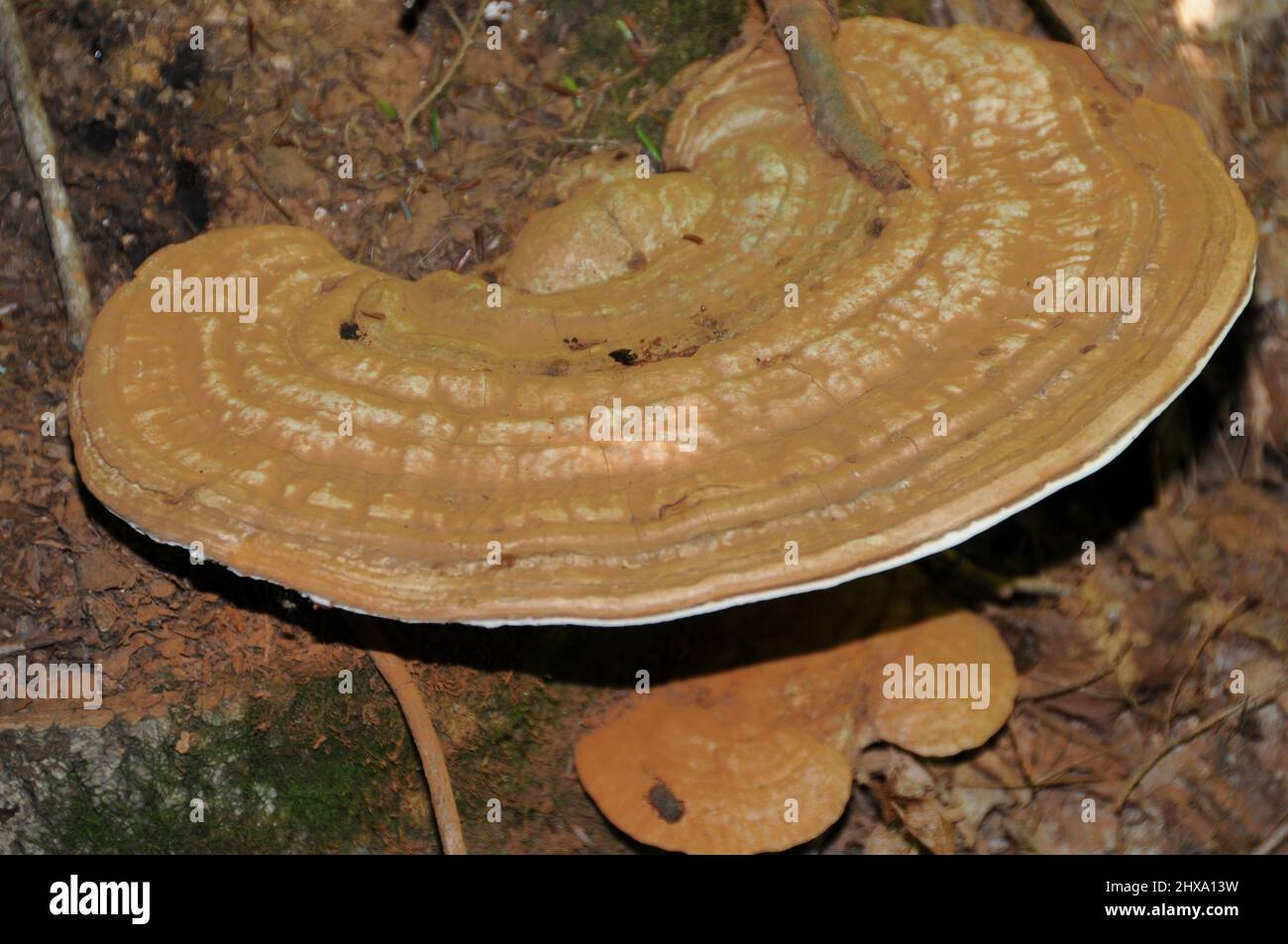 Mushrooms on a dead timber tree with tree background in its environment ...