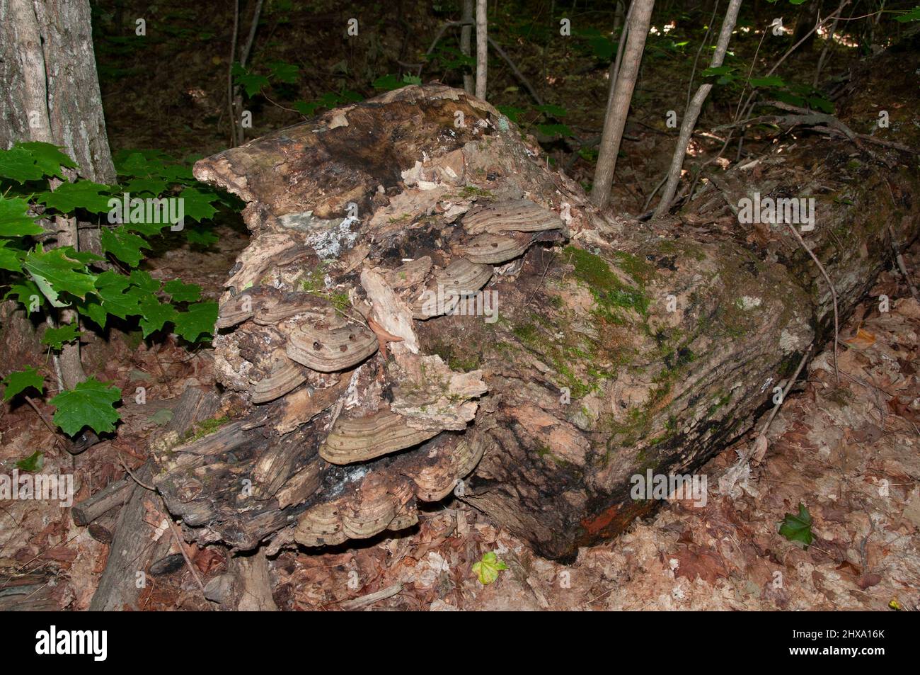 Mushrooms stalk with grey colour on a dead tree timber with foliage ...