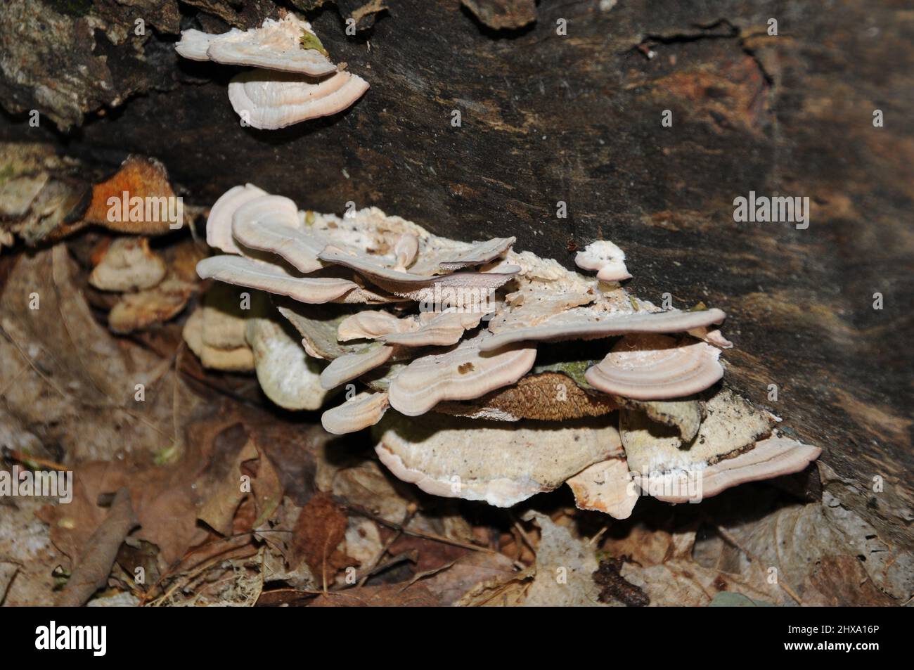 Mushrooms stalk on a dead timber with trunk background in its ...