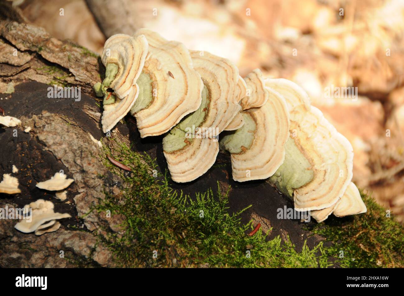 Mushrooms stalk with yellow and green colour on a dead tree timber with ...