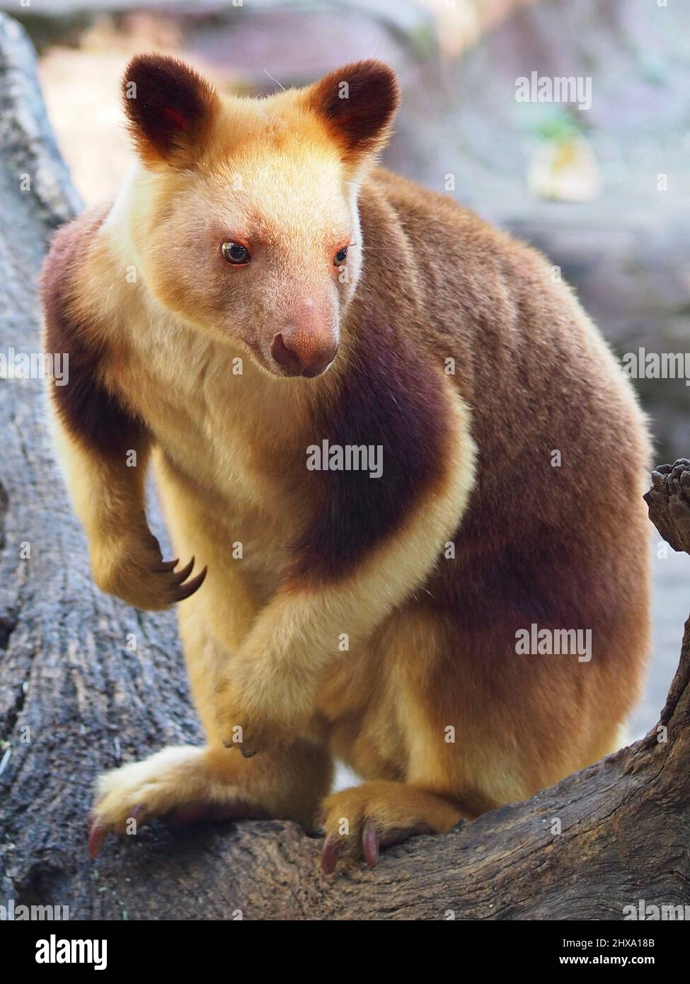 Gorgeous engaging handsome male Goodfellow's Tree Kangaroo in natural ...