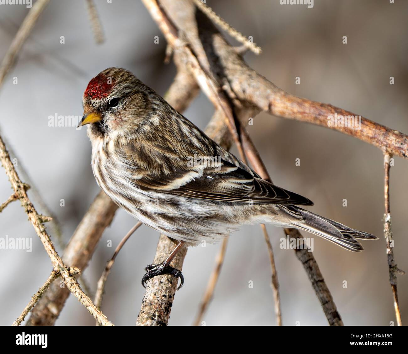 Red Poll bird perched with a blur forest background in its environment ...