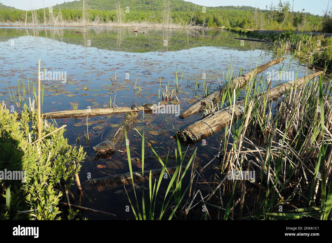 Painted turtles in a pond with lily pads and tree backgrounds in their ...