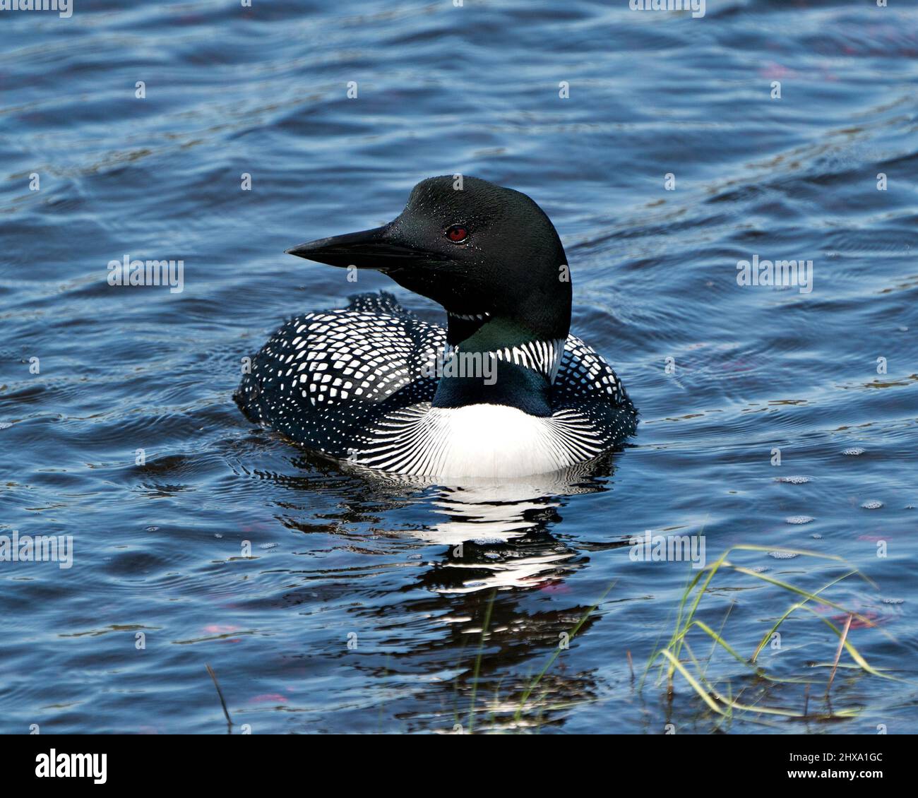 Common Loon close-up profile front view swimming in the lake in its ...
