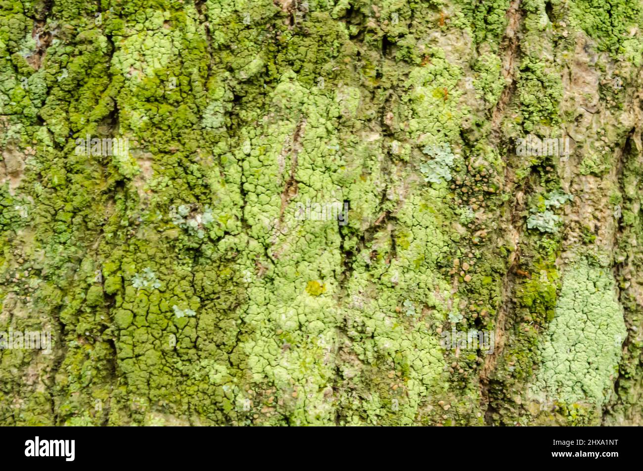 Algae On Tree Bark Stock Photo - Alamy