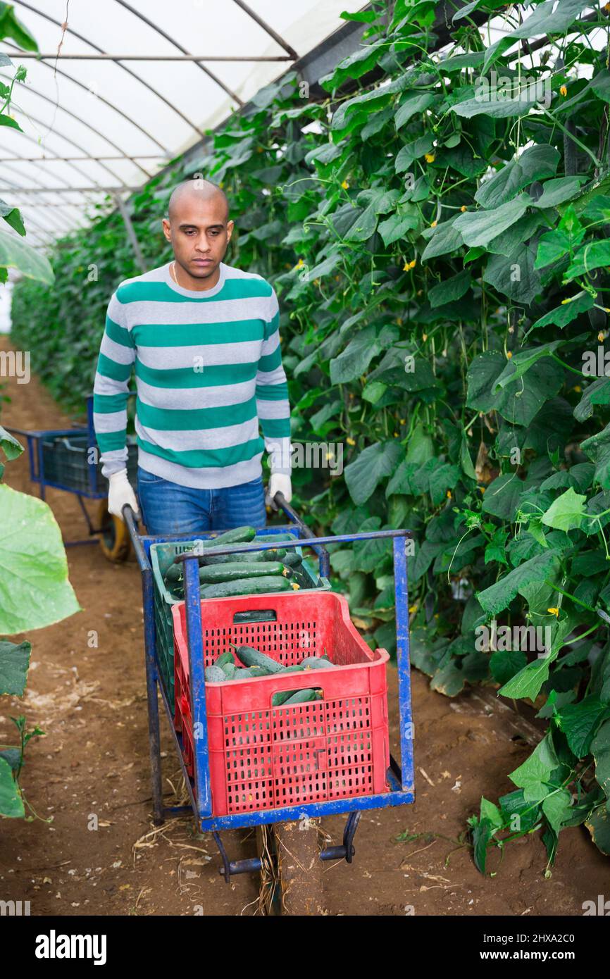 Farm worker carrying wheelbarrow with cucumbers in greenhouse Stock ...