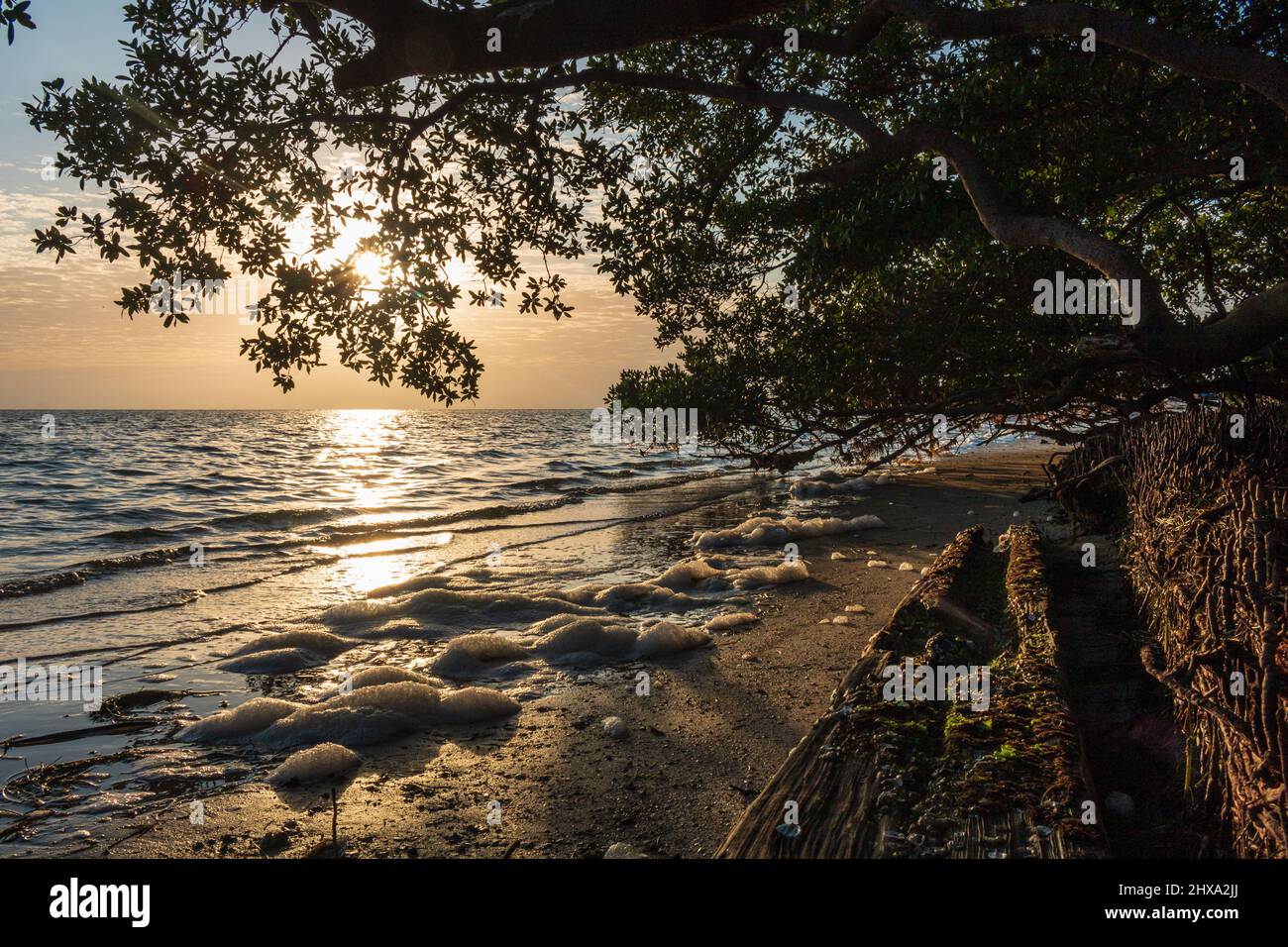 Early morning walk Stock Photo - Alamy
