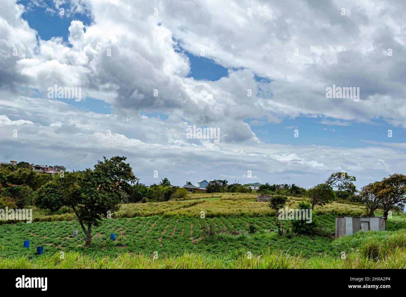 Gunea grass hi-res stock photography and images - Alamy