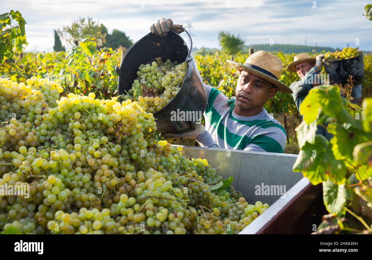 Hispanic man owner of vineyard pouring crop of grapes in truck Stock ...