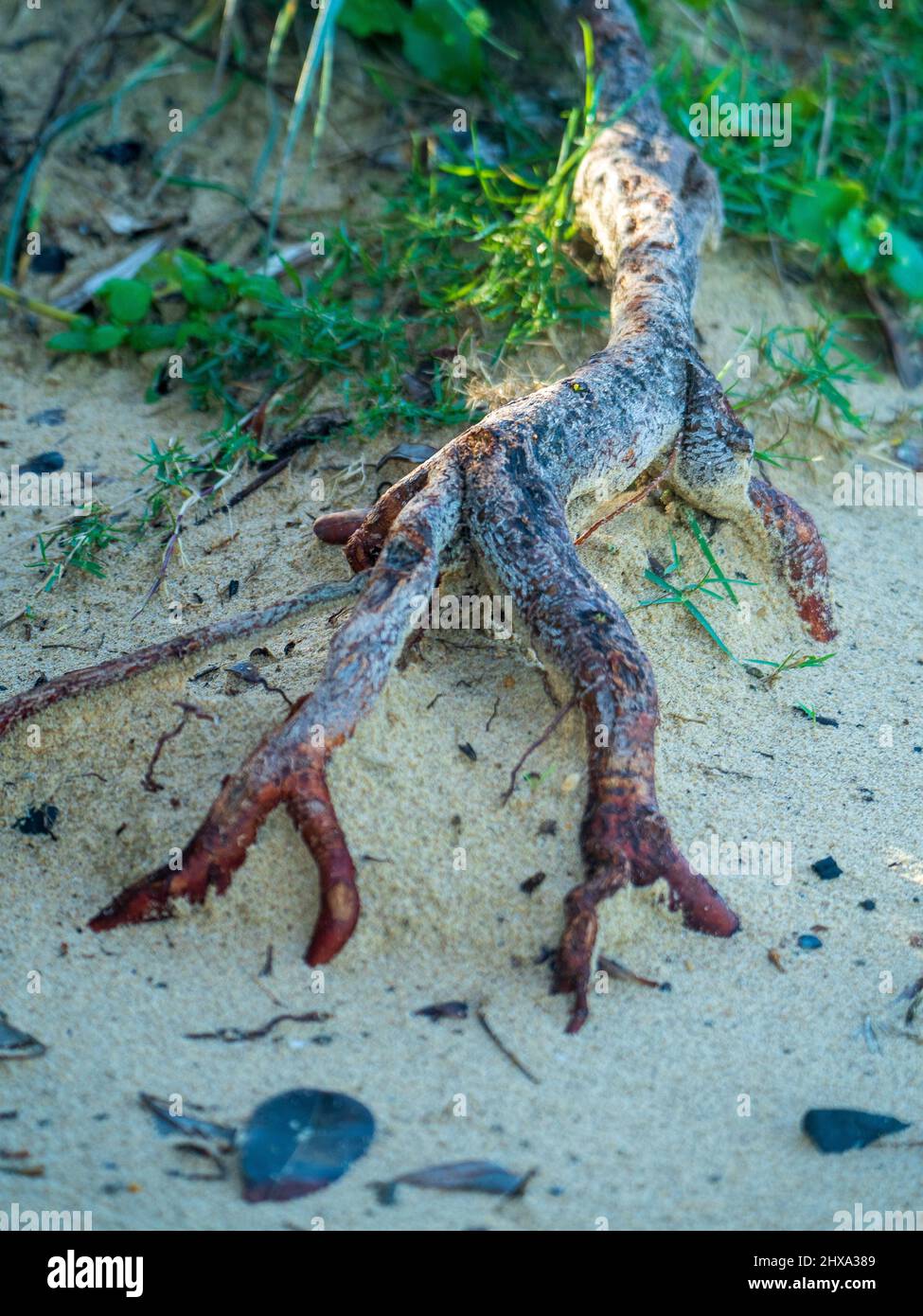 Twisting tree roots hi-res stock photography and images - Alamy