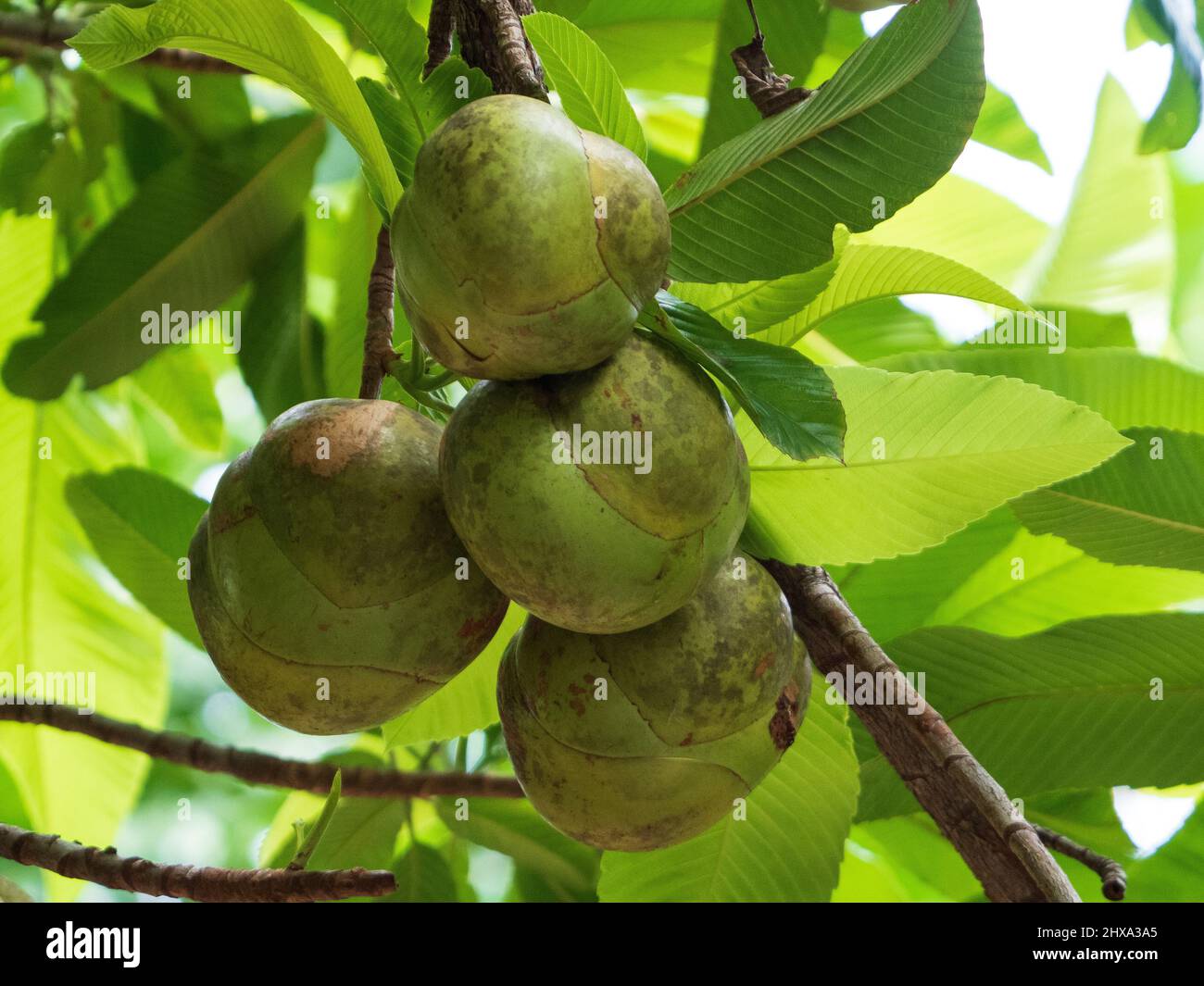 Fruit. Elephant apples, Dillenia indica, growing and ripening on a tree ...