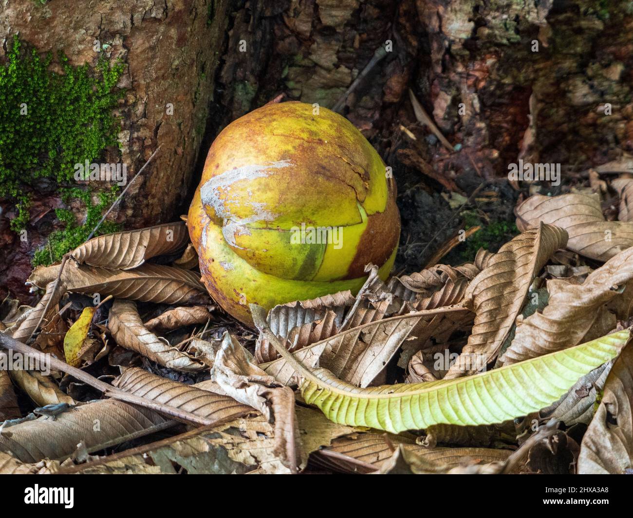 Fruit. A solitary Elephant apple, Dillenia indica, fallen at the base ...
