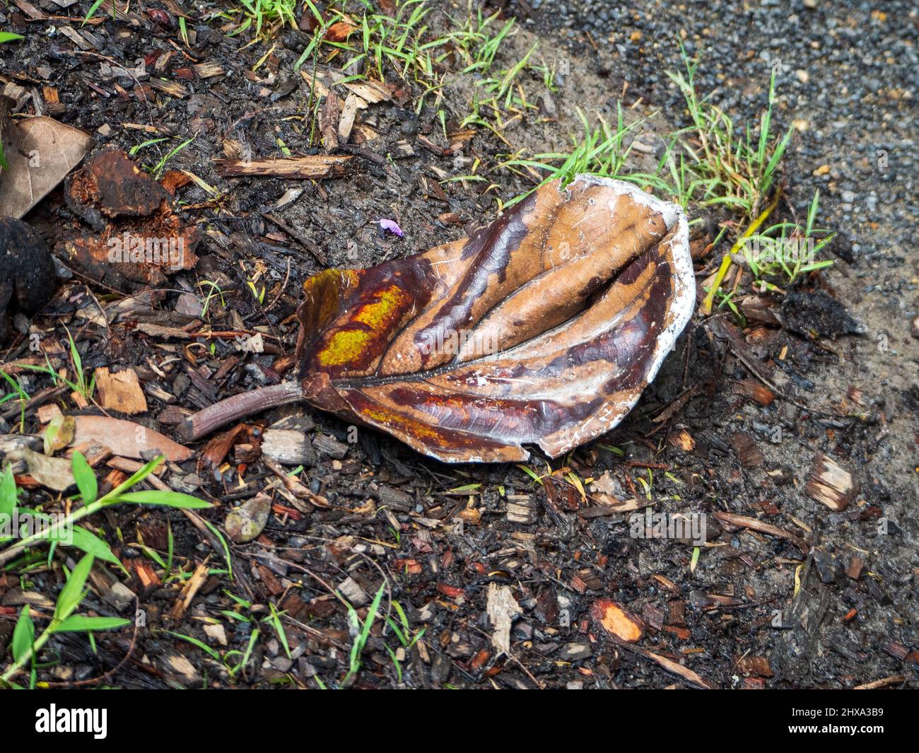 Fallen Leaves, a brown shrivelling leaf on the ground Stock Photo - Alamy
