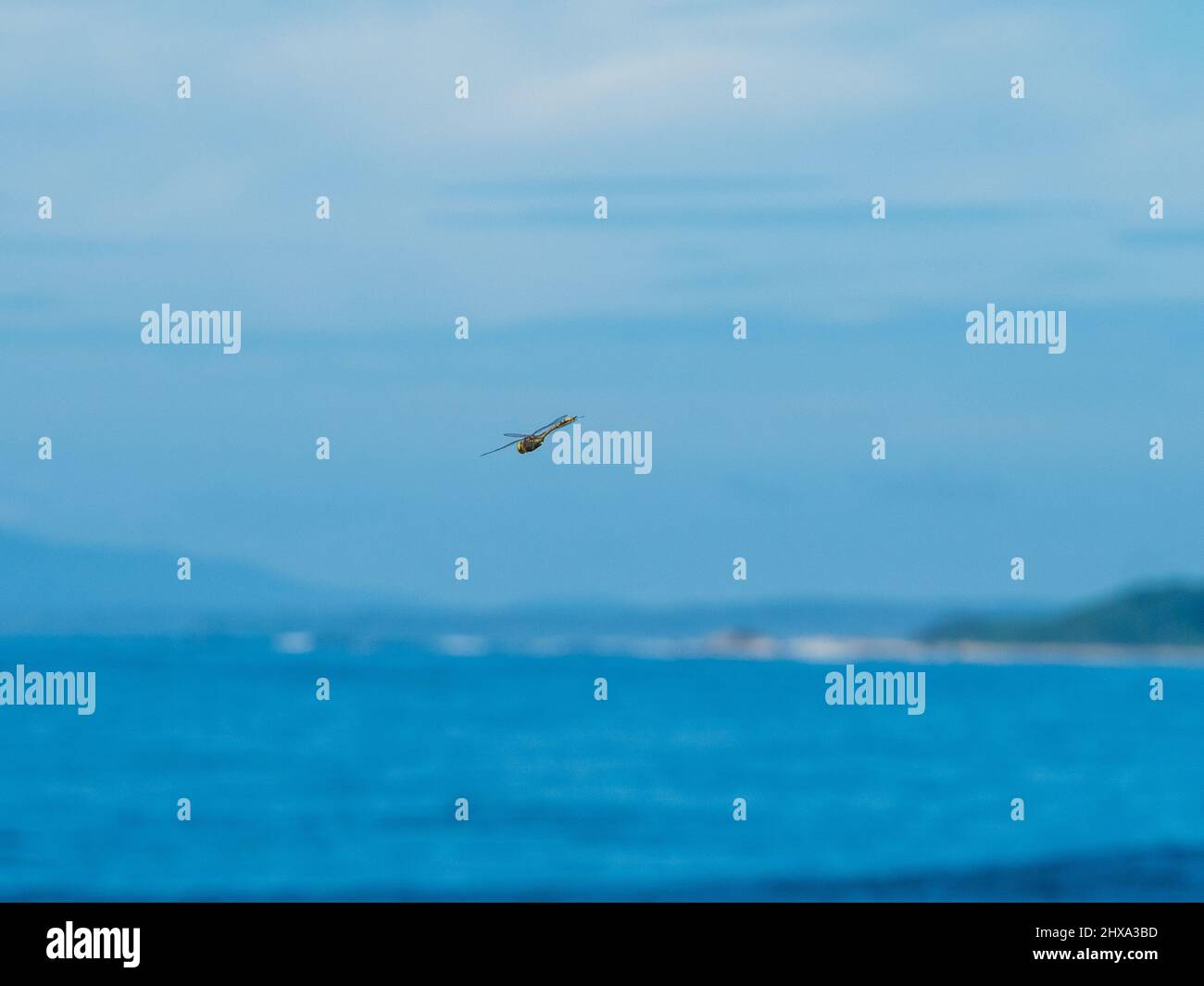 The amazing aerial antics of he prehistoric insect, the Duskhawker ...