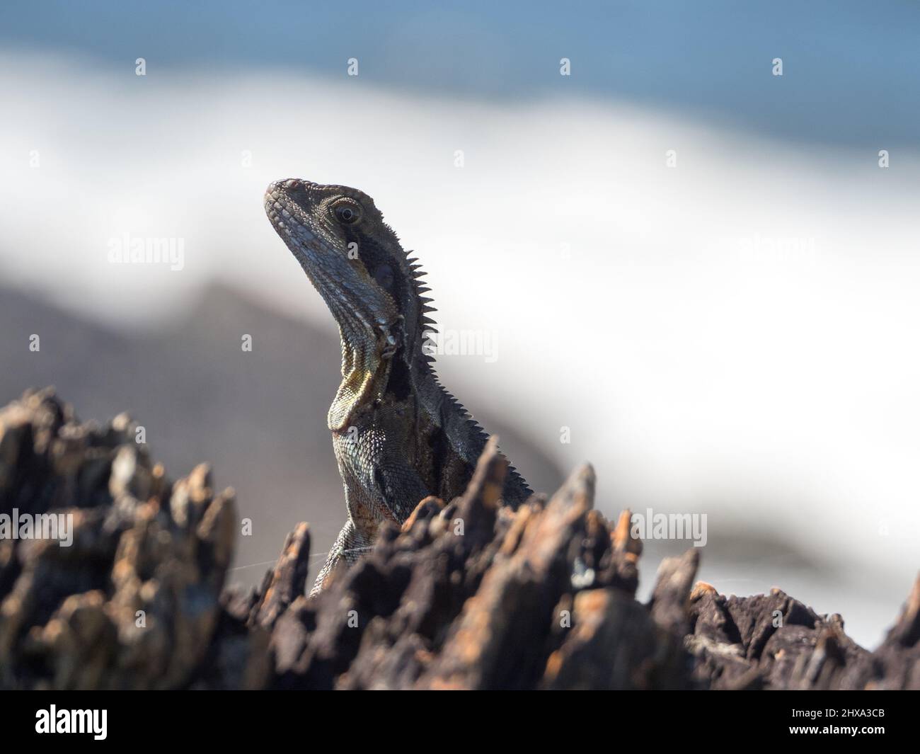 Australian reptile, a Water dragon lizard sitting on some rocks be the ...