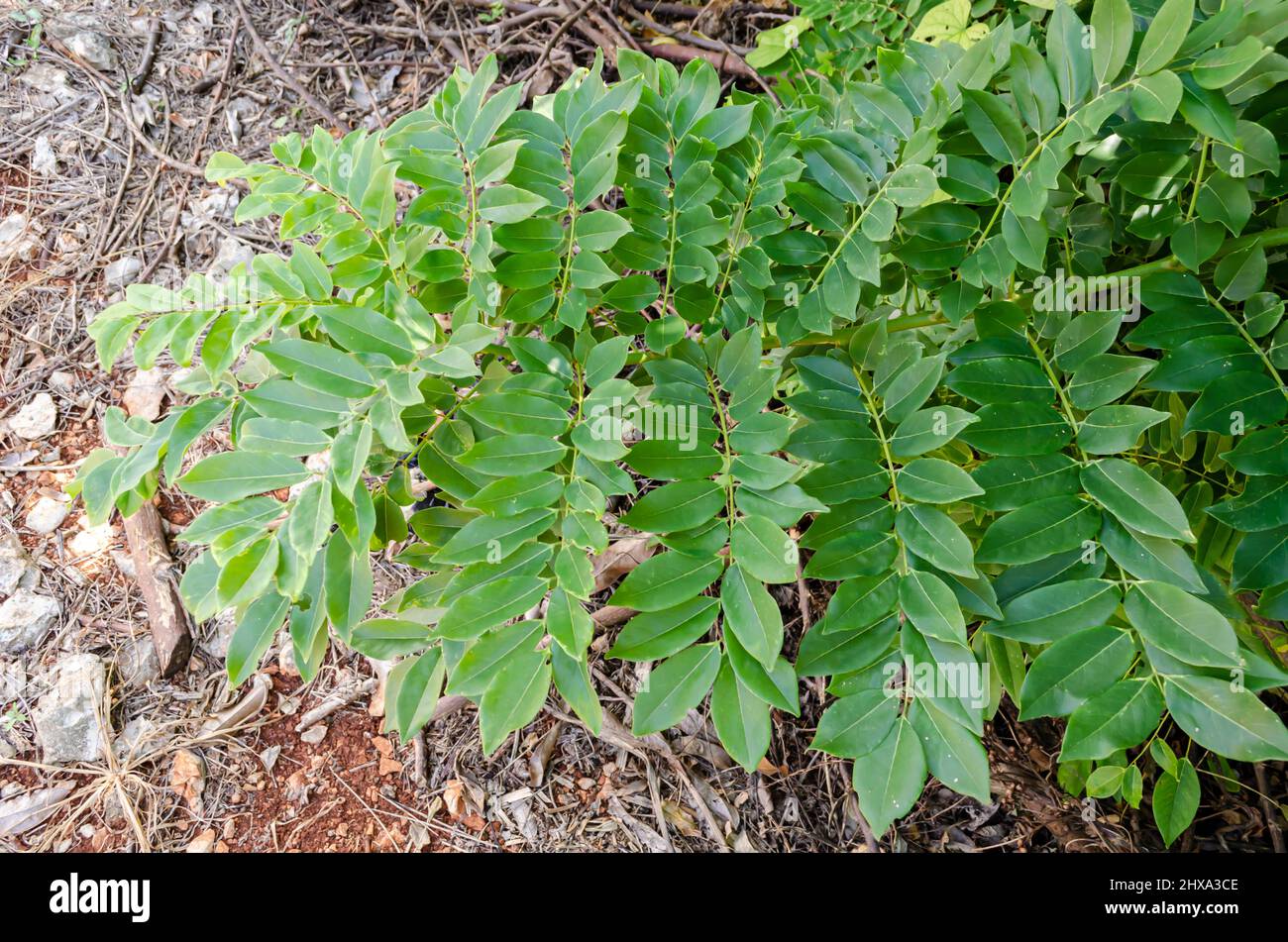 Quick Stick Leaf Stock Photo - Alamy