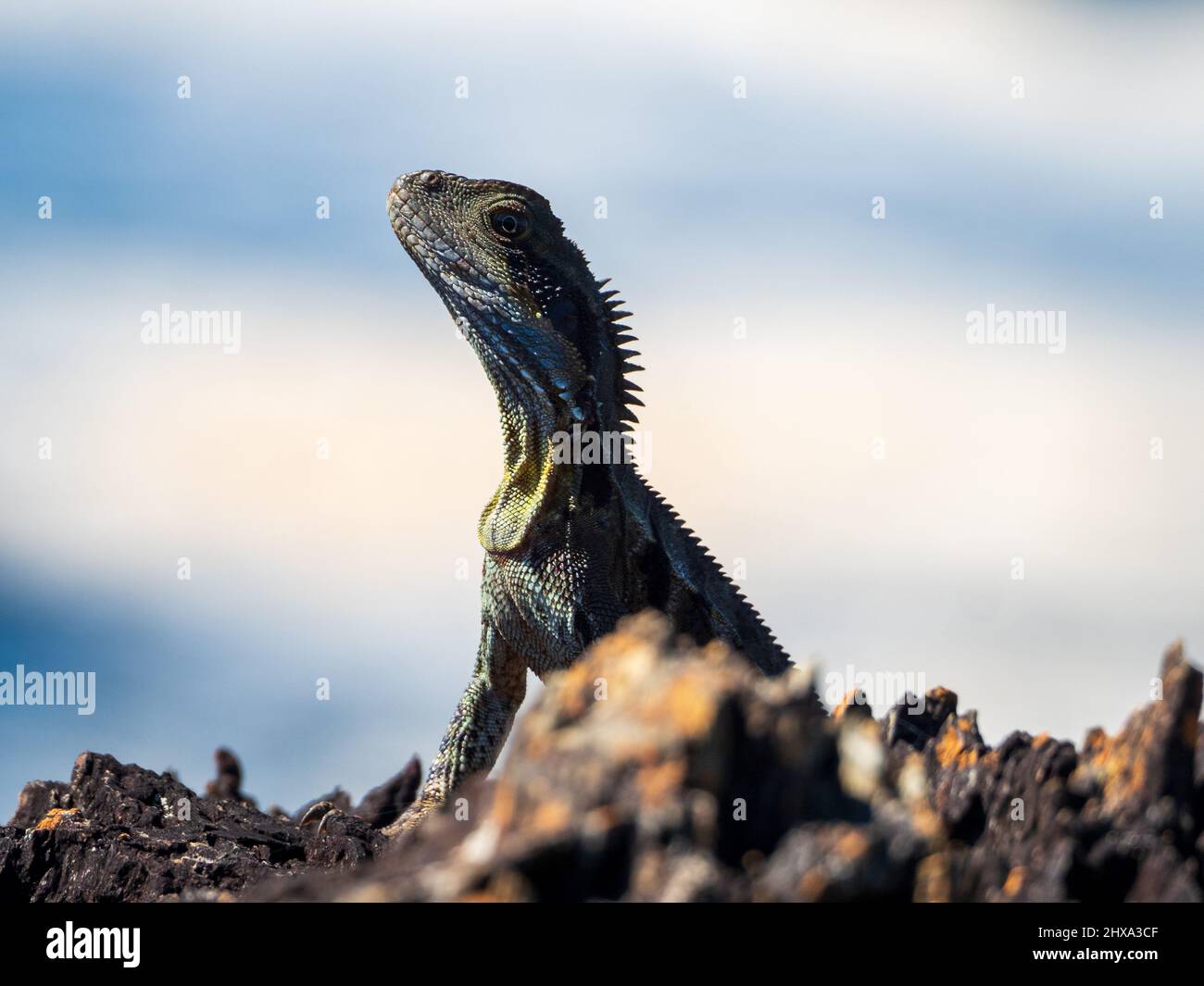 Lizard on rocks, Australian native reptile, Eastern Water dragon by the ...