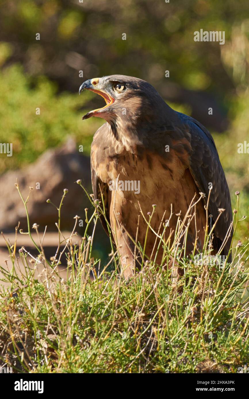 Dont take another step. Shot of a majestic bird of prey Stock Photo - Alamy